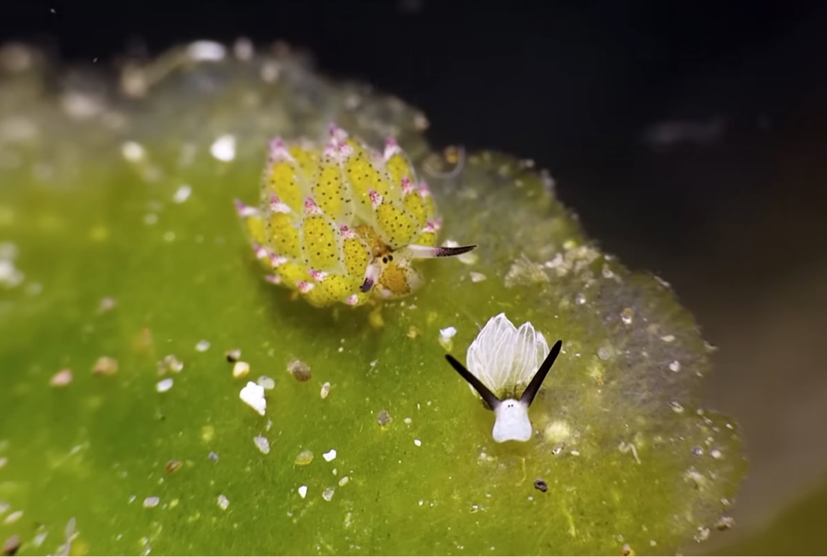 The Leaf Sheep Slug: The Animal That Eats Sunshine