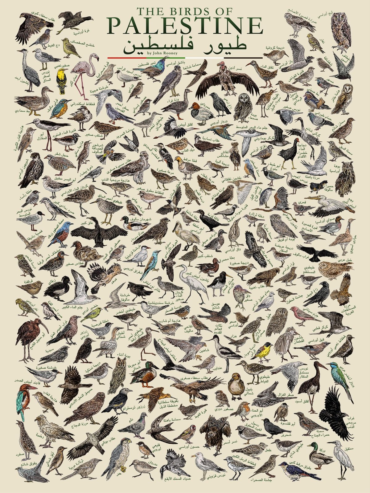 The Birds of Palestine