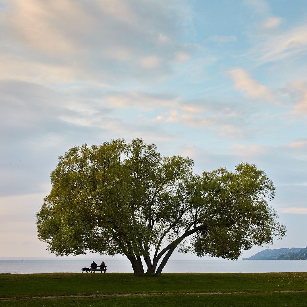 An Update on the Beloved Broccoli Tree