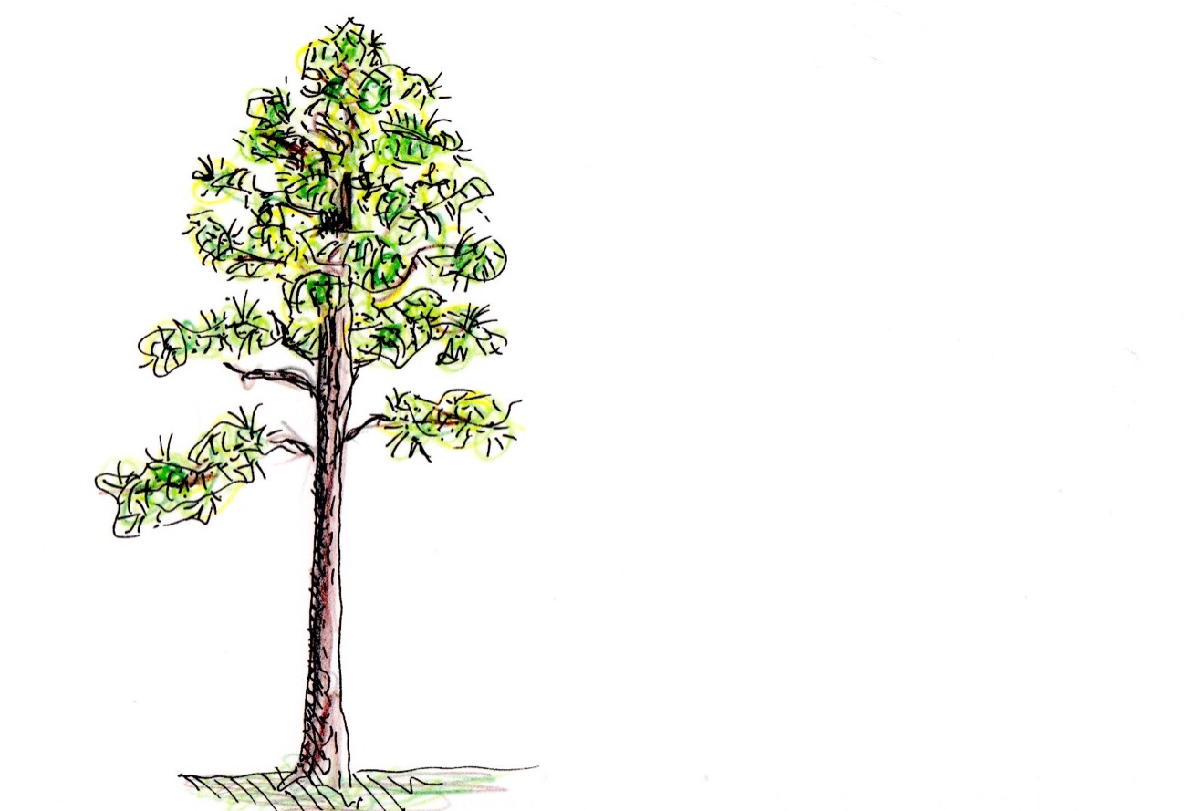 Longleaf Pine Drawing Easy