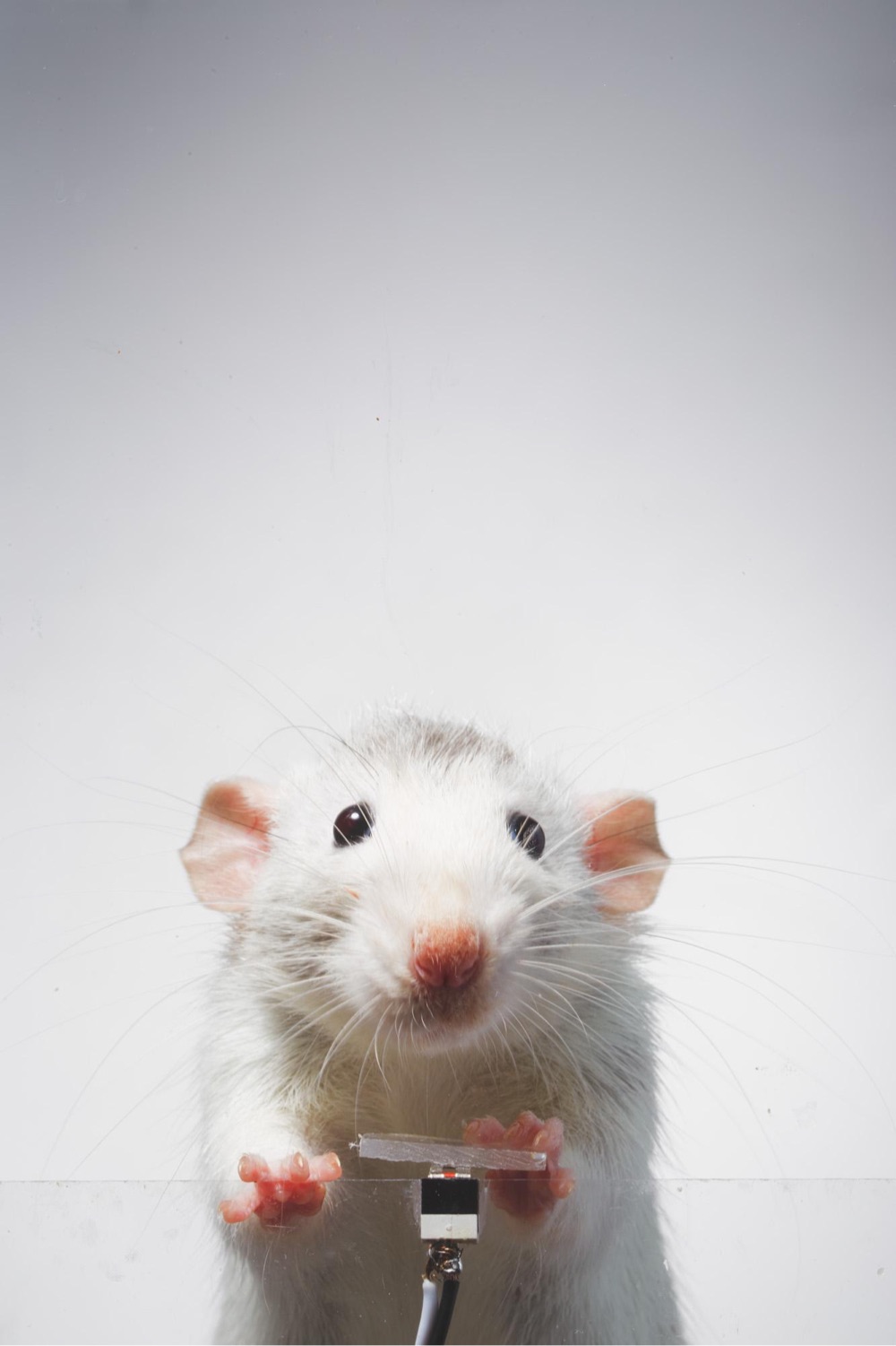Rat Selfies